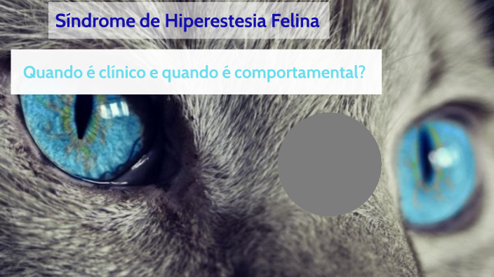Hiperestesia: o que é algo ''clínico'' e o que é algo ''comportamental ...
