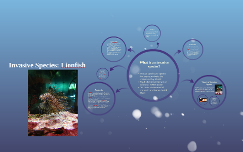 Invasive Species: Lionfish by Regan Wind on Prezi