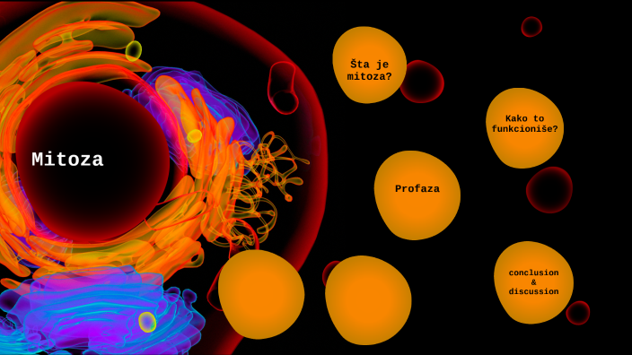 Mitoza by Jelena Dmitrovic on Prezi