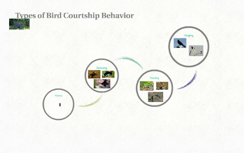 Types of Bird Courtship Behavior by Eliz Palo on Prezi