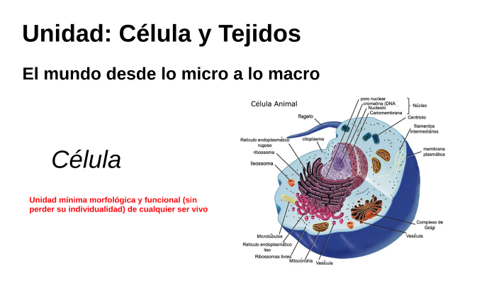 Celular y Tisular by Cristhian González on Prezi
