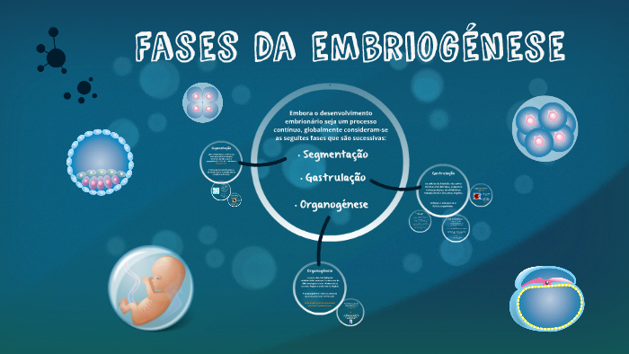 Fases da embriogénese by Sara Duarte on Prezi