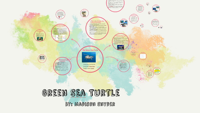 Green Sea Turtle: Endangered Species Project by Madison Snyder on Prezi