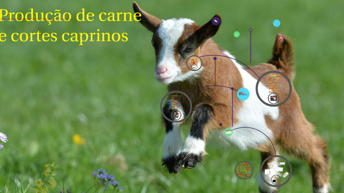 PRODUÇÃO DE CARNE E CORTES CAPRINOS by Hélio Carlos Rocha on Prezi