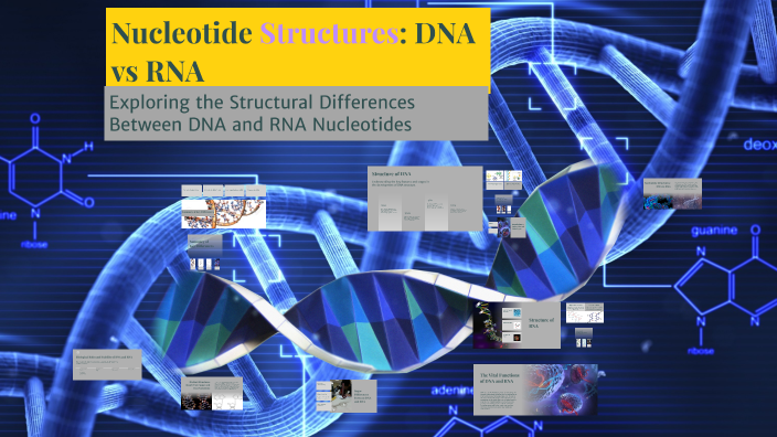 Nucleotide Structures: DNA vs RNA by Raiyan Hasan on Prezi