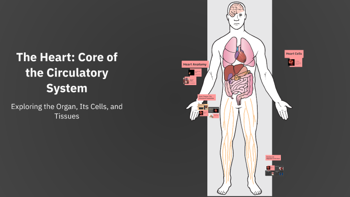 The Heart: Core of the Circulatory System by SARA OVIEDO FLOREZ on Prezi