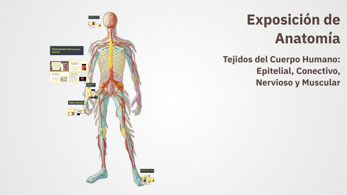 Exposición de Anatomía by DENNIS MAURICIO CHAMORRO MONTENEGRO on Prezi