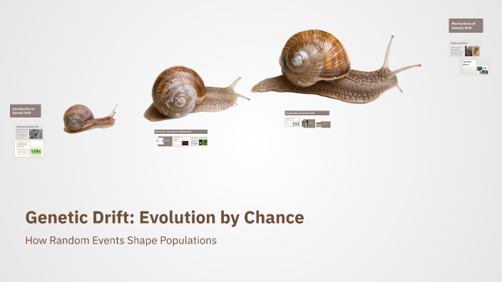 Genetic Drift: Evolution by Chance by Laura Grandil on Prezi