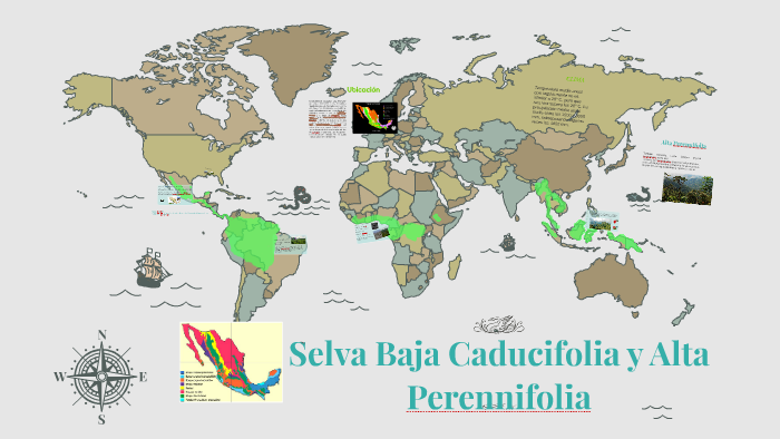 Selva Alta Perennifolia y Baja Caducifolia by Sofia Constantino on Prezi