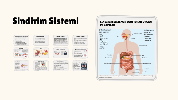 Sindirim Sistemi by Burak Sabuncu on Prezi