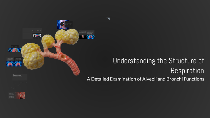 Understanding the Structure of Respiration by Bubble zeen on Prezi