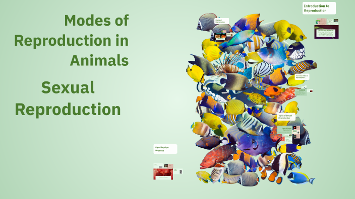 Modes of Reproduction in Animals by Jay Pondalis on Prezi