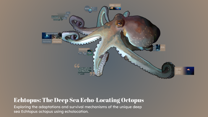 Echtopus: The Deep Sea Echo-Locating Octopus by riley groover on Prezi