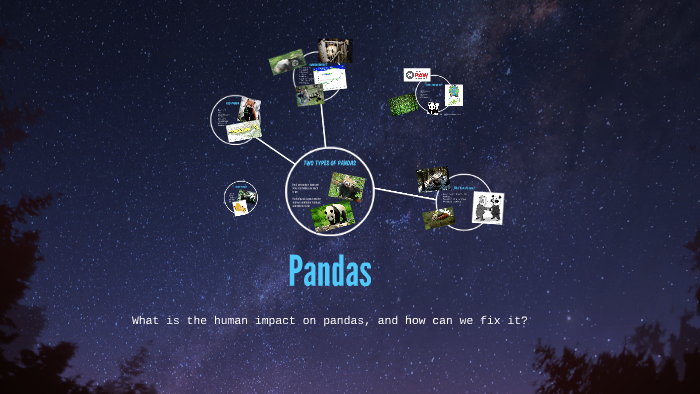 Two types of Pandas by Tori Acquaviva on Prezi