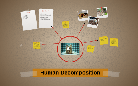The Stages of Decomposition by Brittany Munro on Prezi