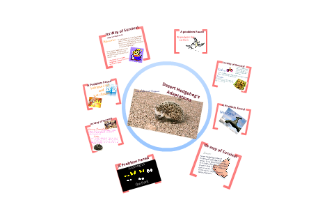 Adaptations of Desert Hedgehogs by Heeyoun Ryu on Prezi