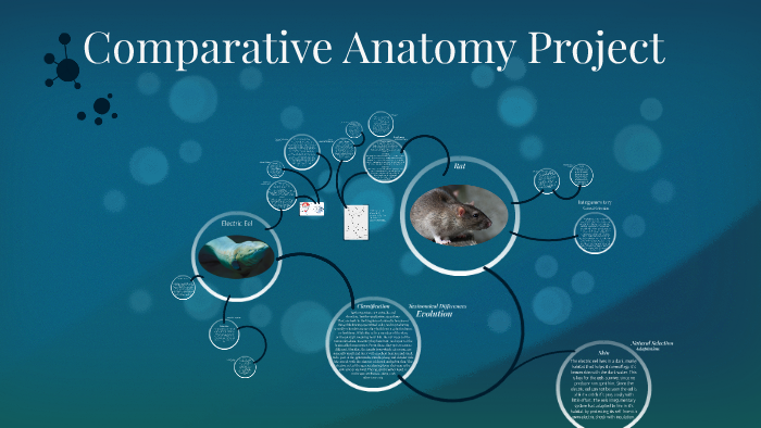 Comparitive Anatomy Project by Mason Pratley on Prezi