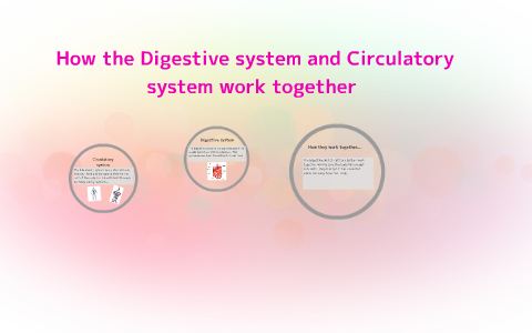 How does the Digestive system and Circulatory system work to by Mattie ...