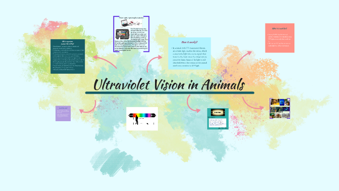Ultraviolet Vision in Animals by Rebeca Ruiz on Prezi
