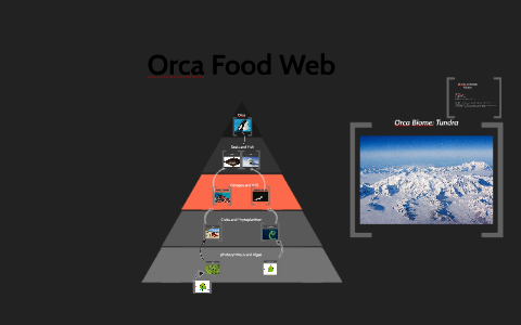 Orca Food Web by Darryle Aldridge on Prezi
