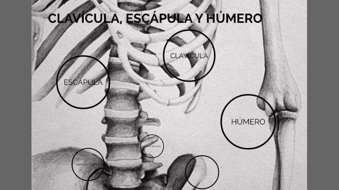 CLAVÍCULA, HÚMERO Y ESCÁPULA by Andrea Fabre on Prezi