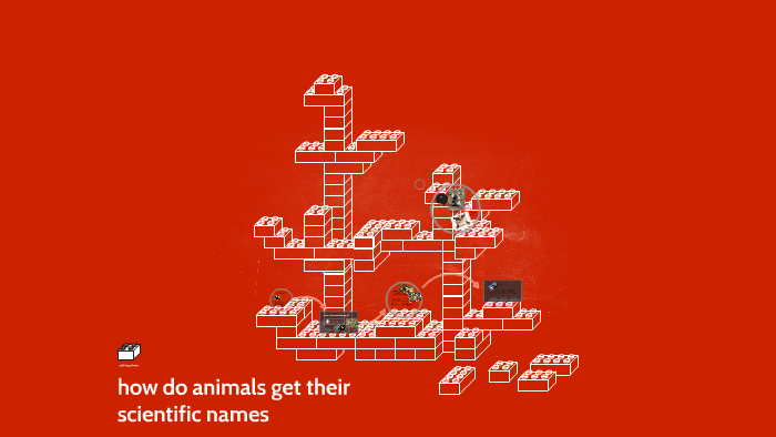 how do animals get their scientific names by sergio ramos on Prezi
