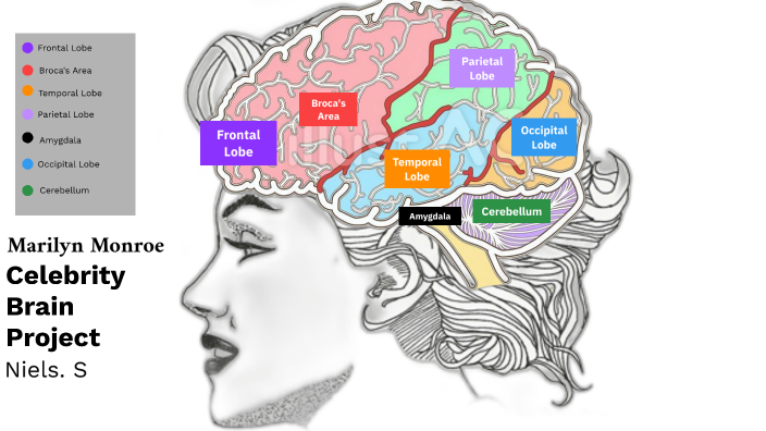 Celebrity Brain Project by Niels Sarkar on Prezi
