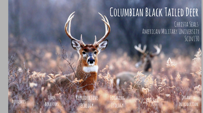 Columbian Black Tailed Deer by Christa Seals on Prezi