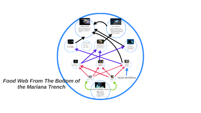 Food Web From The Bottom of the Mariana Trench by daniel robinson on Prezi