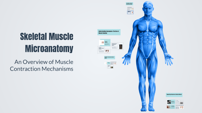 Skeletal Muscle Microanatomy by tree terry on Prezi