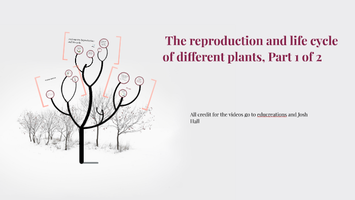 The reproduction and life cycle of different types of plants by Ian` Barker