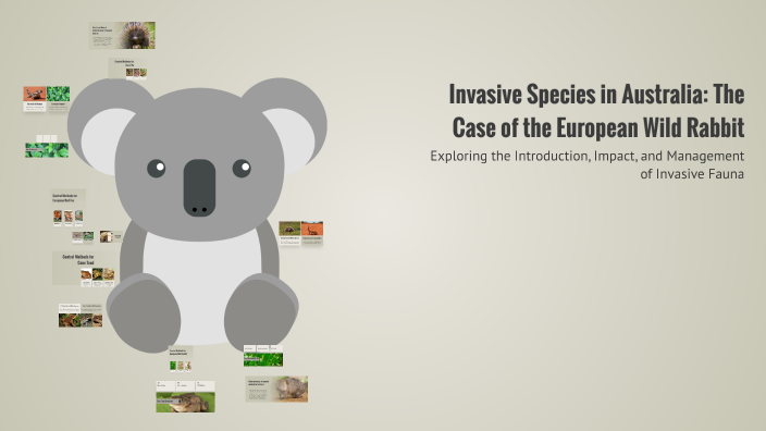 Invasive Species in Australia: The Case of the European Wild Rabbit by ...