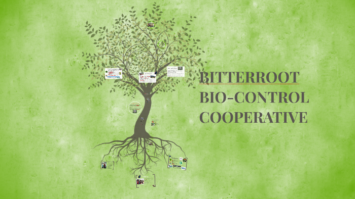 BITTERROOT BIO-CONTROL COOPERATIVE by Harley knuth