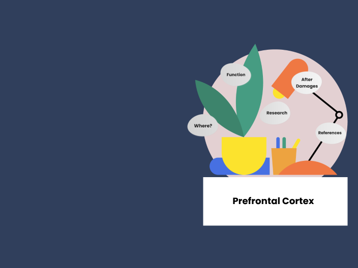 Prefrontal Cortex by Simran Kaur on Prezi