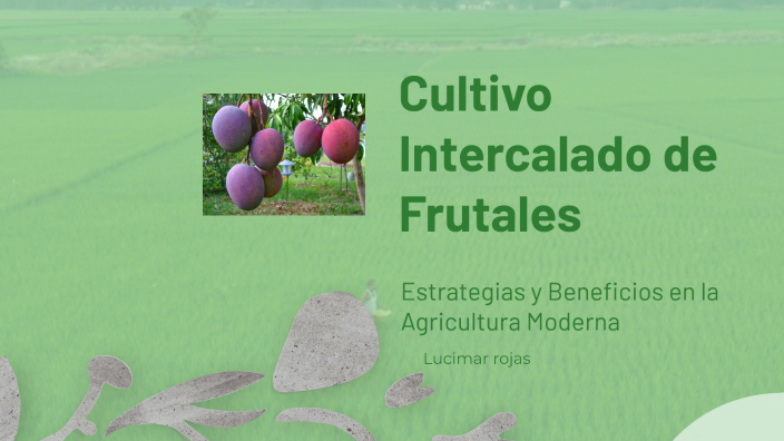 Cultivo Intercalado de Frutales by Lucimar Rojas on Prezi