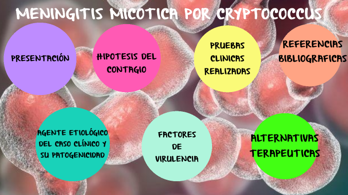 MENINGITIS MICOTICA POR CRYPTOCOCCUS by Juliana Zafra on Prezi