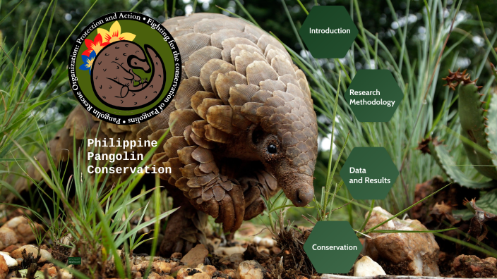 Pangolin Conservation by ISABELLE RENEE SALINAS on Prezi