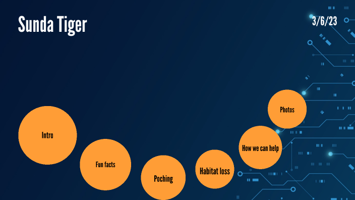 Sunda Tiger by Aryana Topel on Prezi