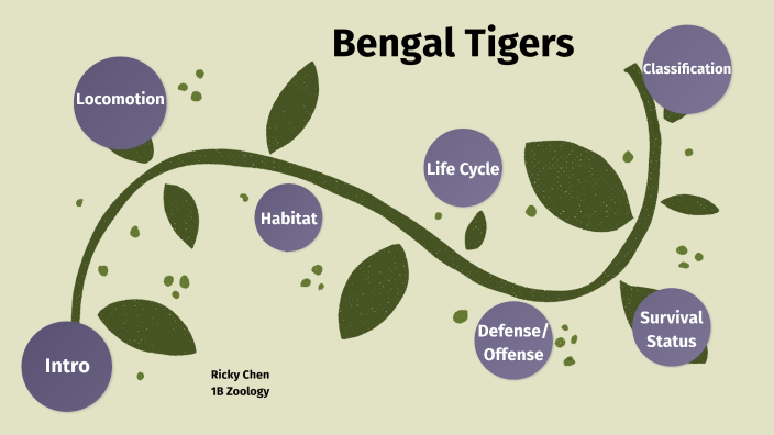 Bengal Tiger Presentation by Ricky Chen on Prezi