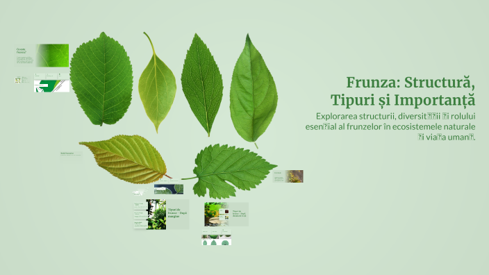Frunza: Structură, Tipuri și Importanță by Vitalie Profir on Prezi