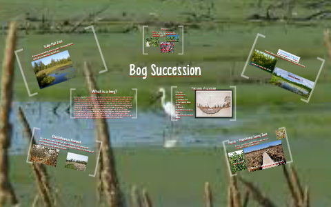 Bog Succession by Daniel Mortensen