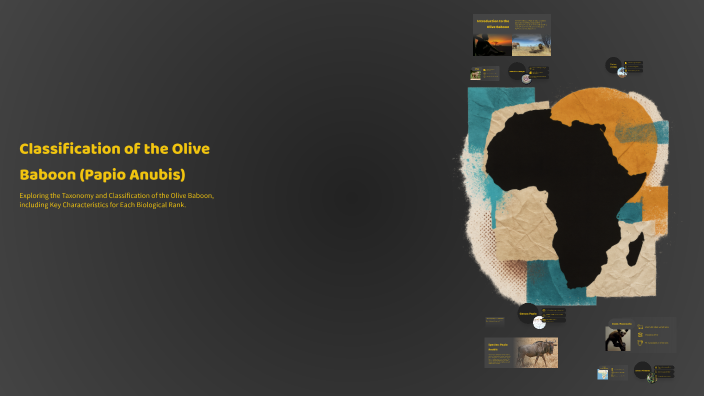 Classification of the Olive Baboon (Papio Anubis) by Jordan Findlay on ...