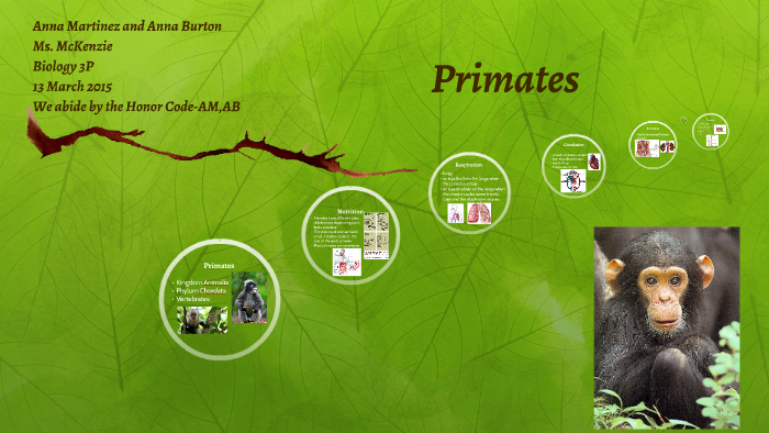 Primates Presentation by on Prezi