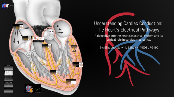 Understanding Cardiac Conduction: The Heart's Electrical Pathways by ...