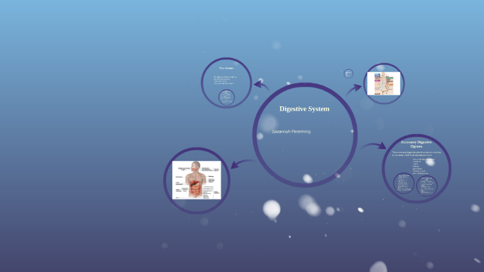 Digestive System by Savannah Flemming on Prezi