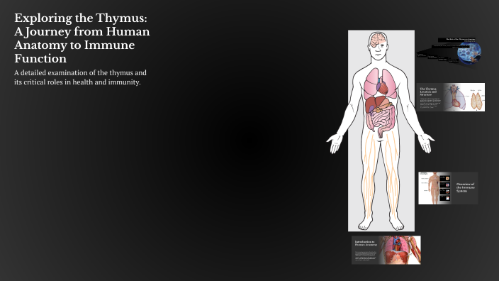 Exploring the Thymus: A Journey from Human Anatomy to Immune Function ...
