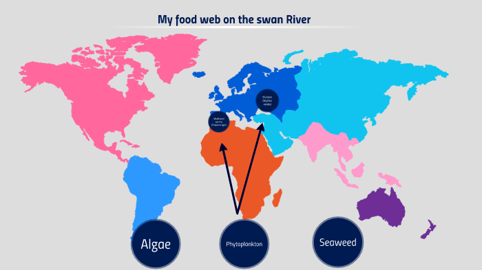 My food web for the swan river by Tristan Blok on Prezi