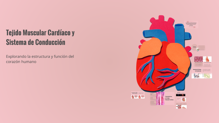Tejido Muscular Cardíaco y Sistema de Conducción by bricia on Prezi