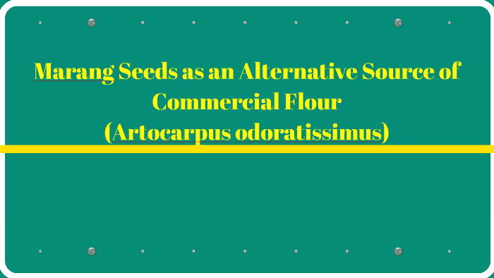 Marang Seeds as an Alternative Source of Commercial Flour by jewilyn ...