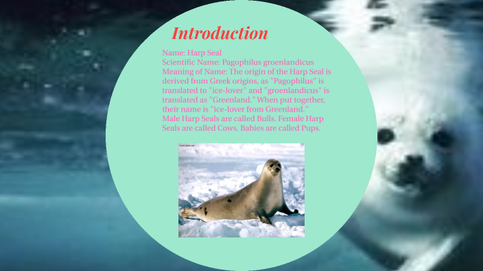 Marine Mammal Research Project by Helaina Villarreal on Prezi